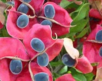 Black Pearl Tree, Majidea Zangueberica, 5 Seeds, Mgambo, Showy Tree ...