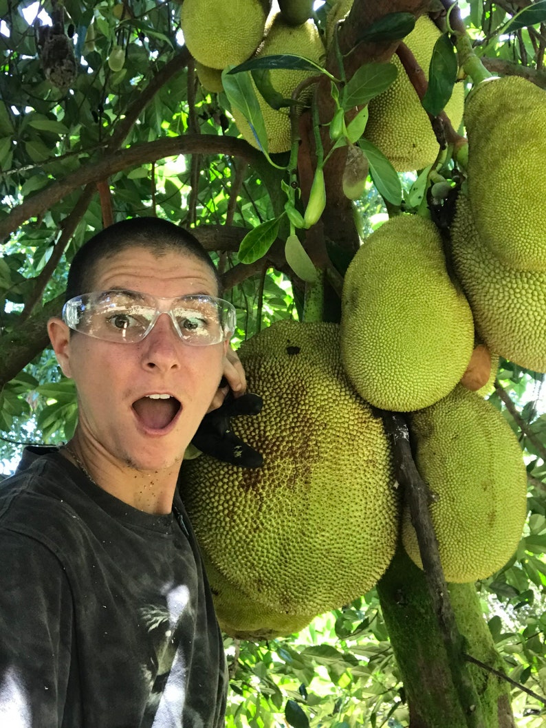Jackfruit Seeds - Etsy