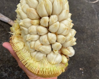 Marang Terap artocarpus Odoratissimus Seeds qty X5 / Jackfruit ...