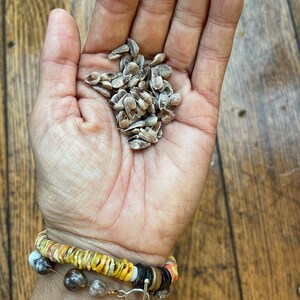 Noni Fruit Seeds - Organically Grown, Hawaiian Medicinal Plant - Etsy