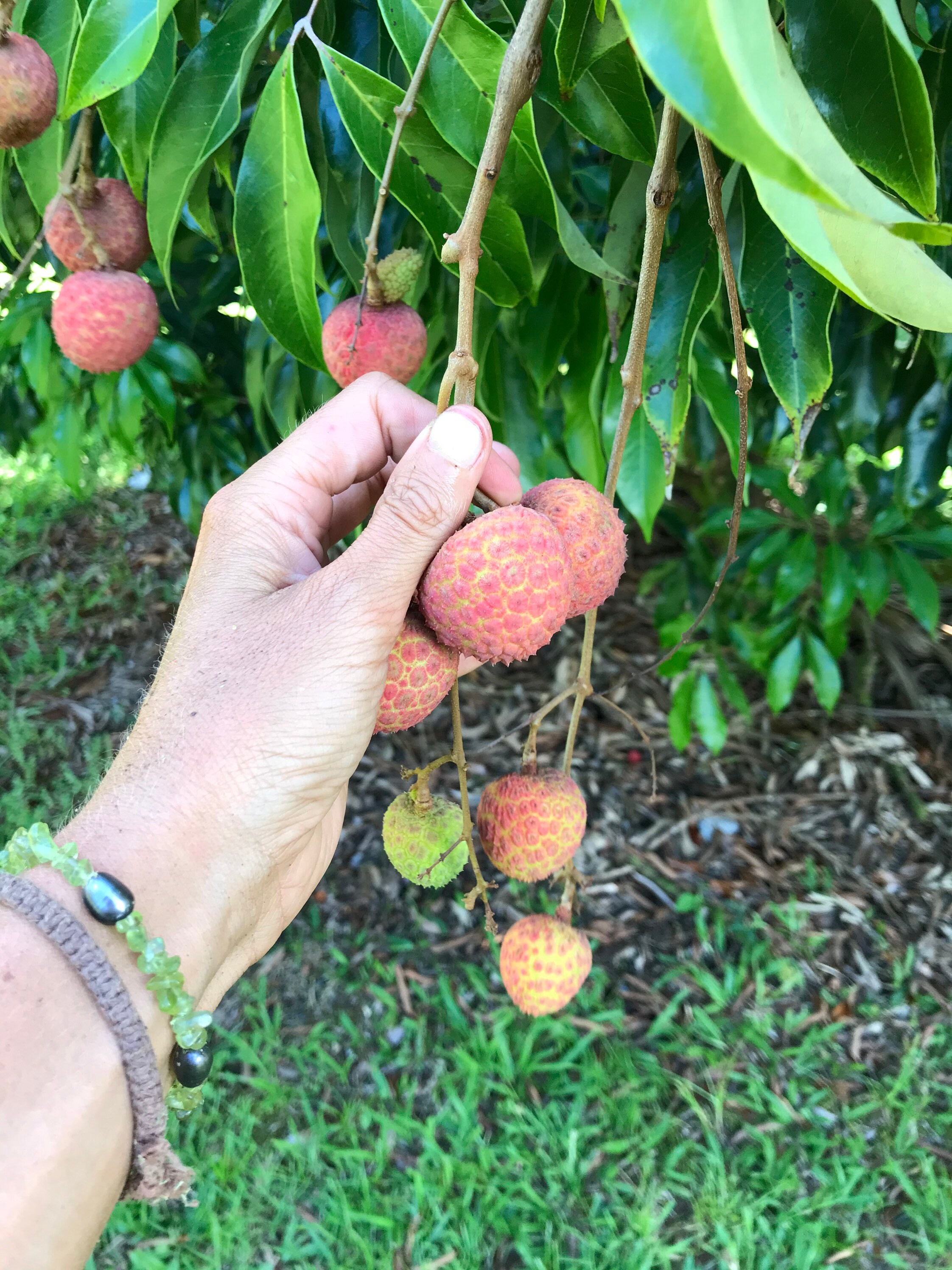 Lychee Fruit Seeds | Etsy