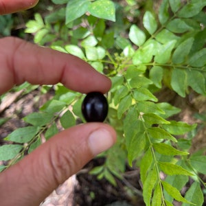 Curry Tree Seeds - Etsy