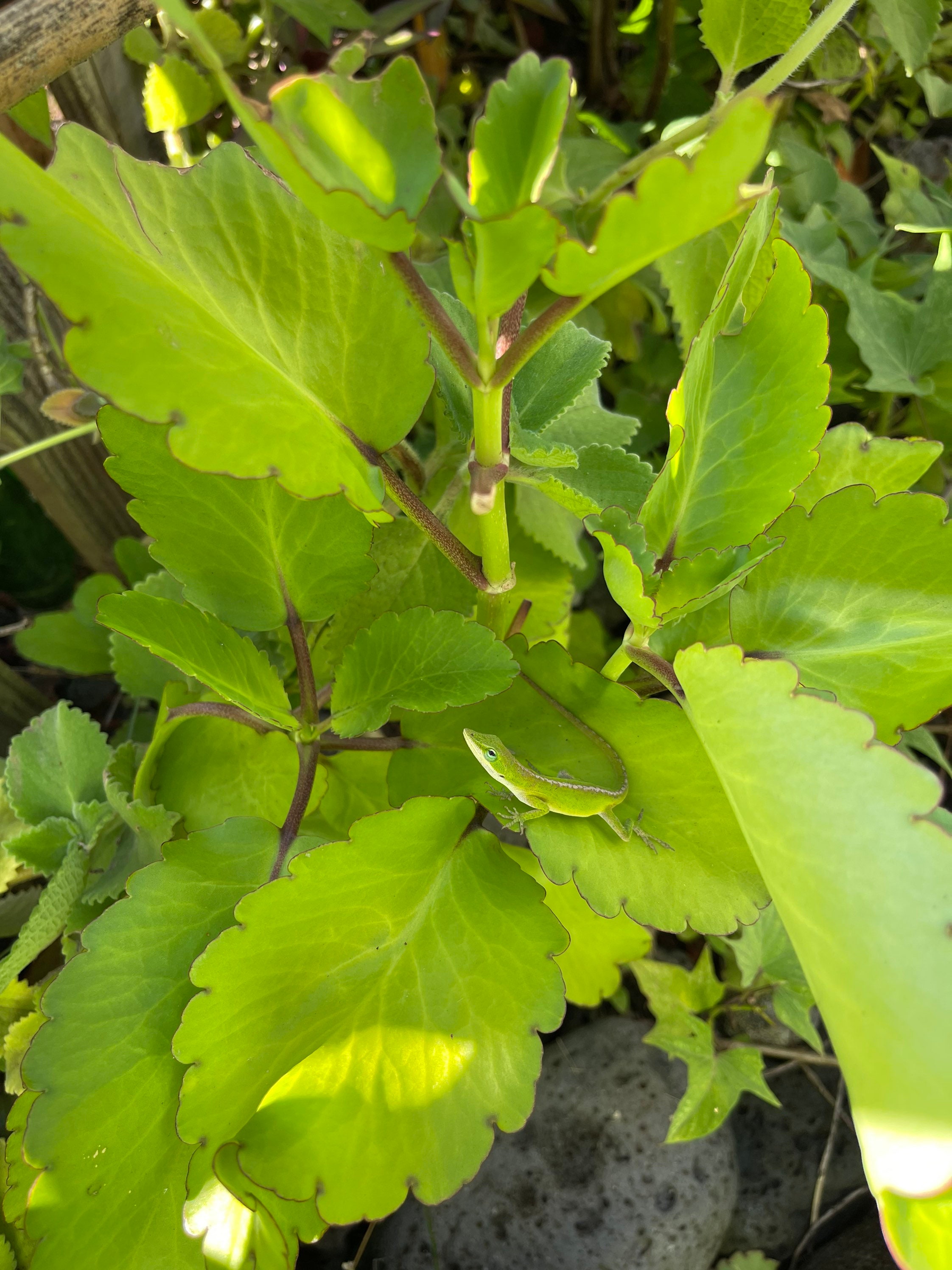 Fresh Leaf of Life LEAVES - Etsy