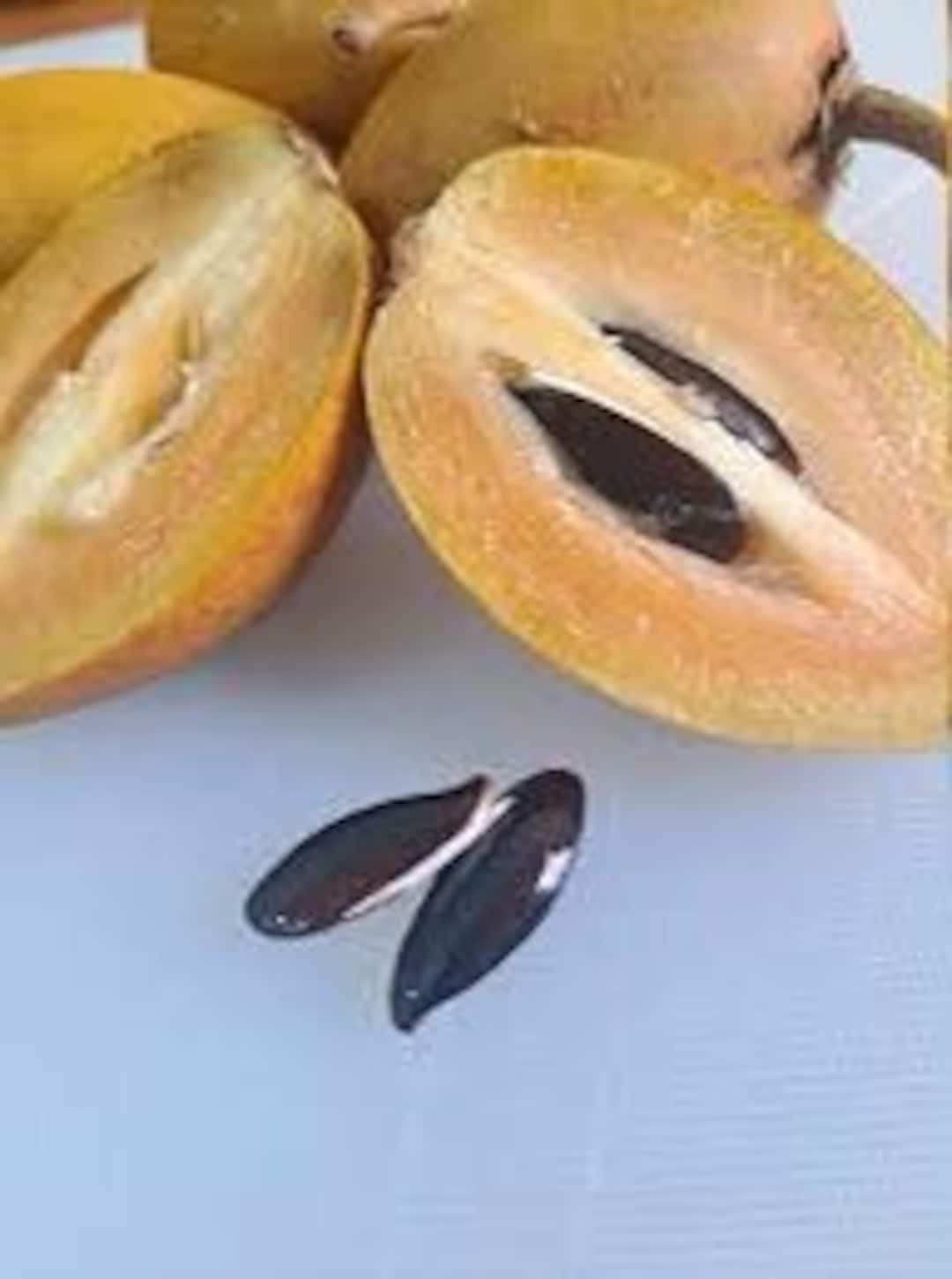 Chico Sapote Seeds - Etsy