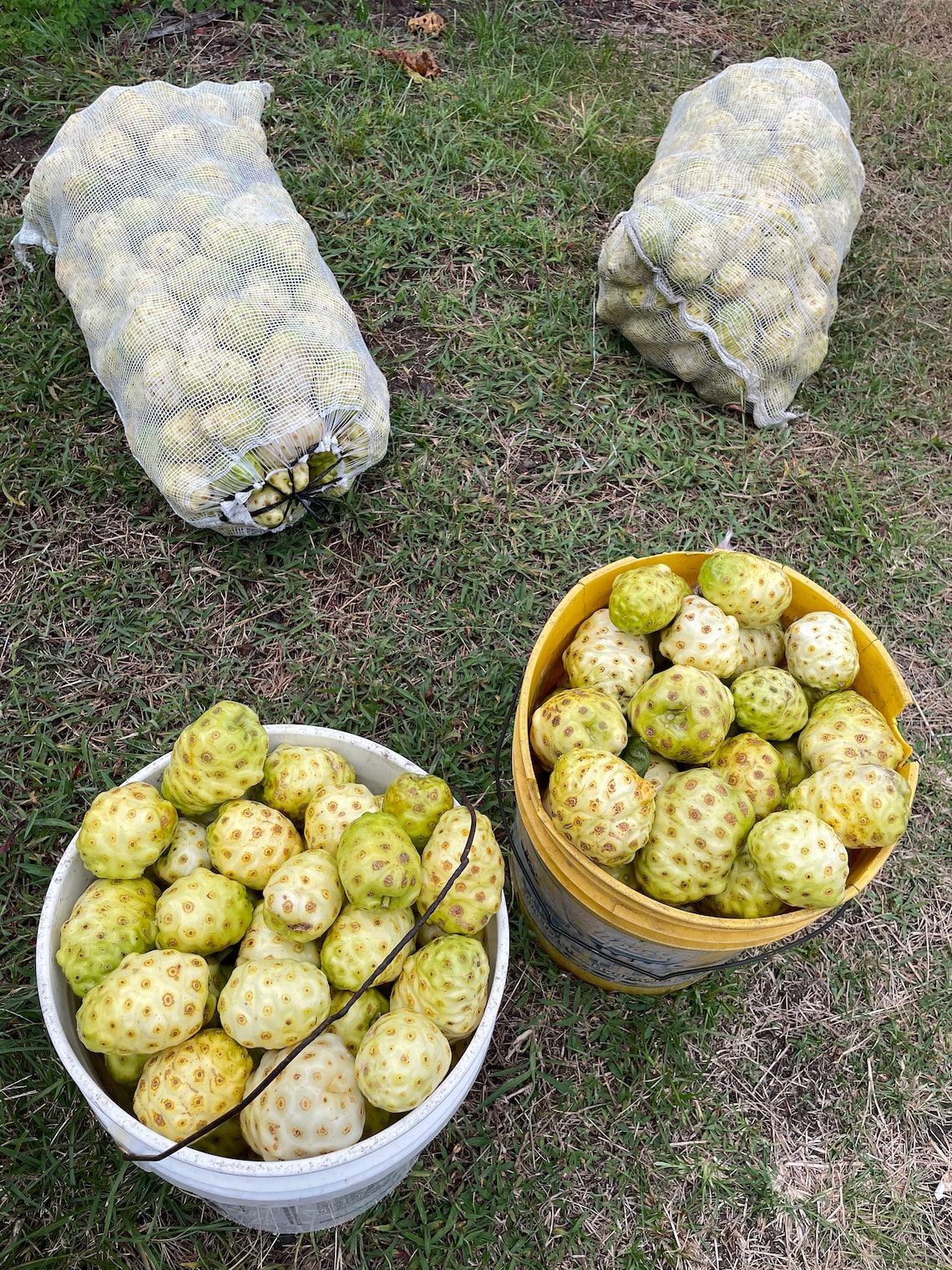 Noni Fruit Seeds - Organically Grown, Hawaiian Medicinal Plant - Etsy