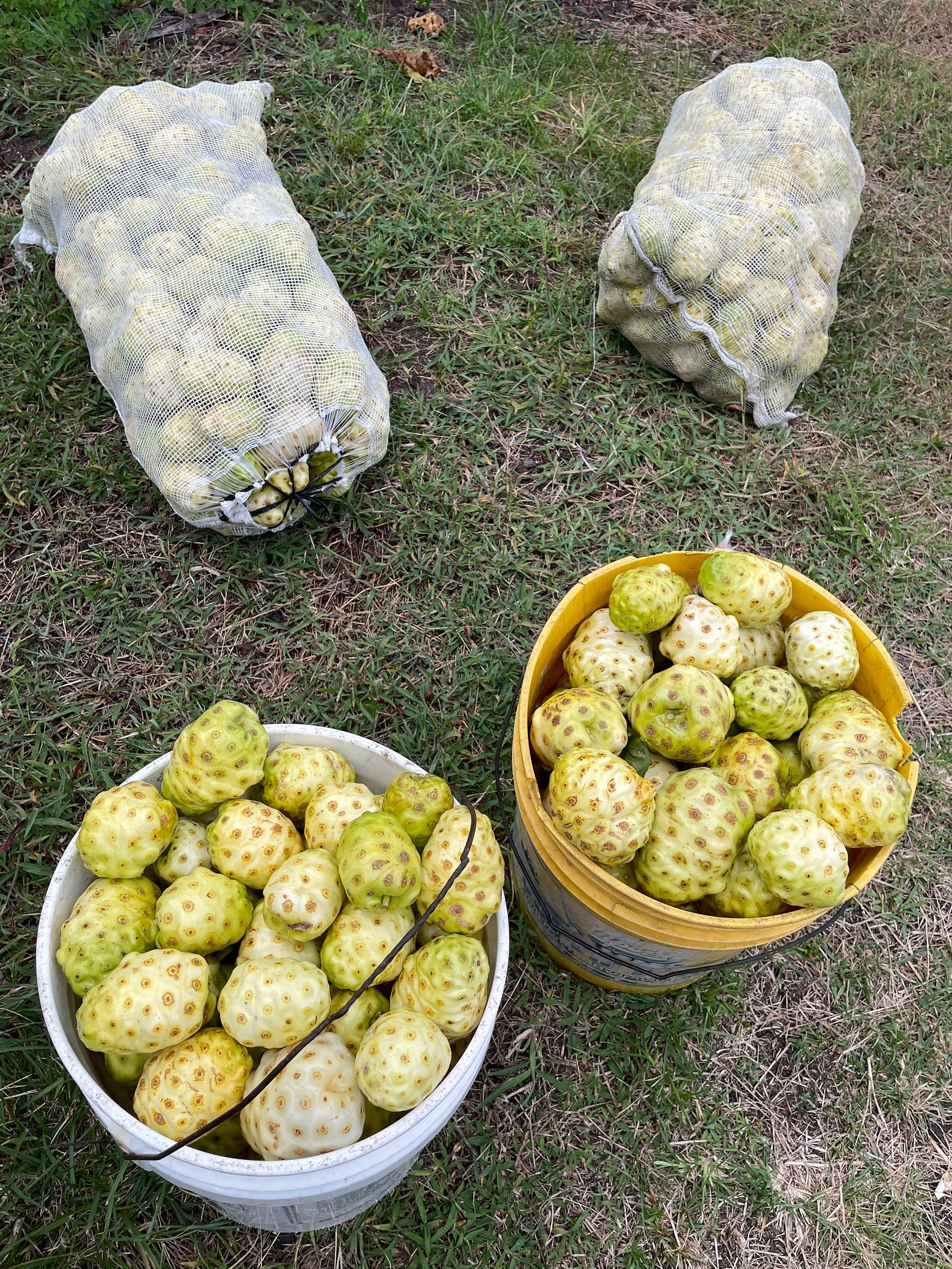 Noni Fruit Seeds - Organically Grown, Hawaiian Medicinal Plant - Etsy