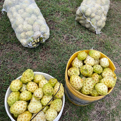 Noni Seeds - Etsy