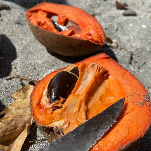 RARE Mamey Sapote Seeds - Etsy