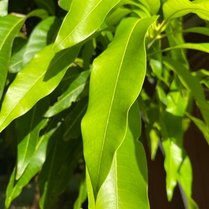 FRESH MANGO LEAVES - Etsy