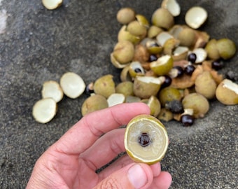 Exotic Longan Seeds 5/30 Pack, Dragon Eye Fruit, Tropical Gardening ...