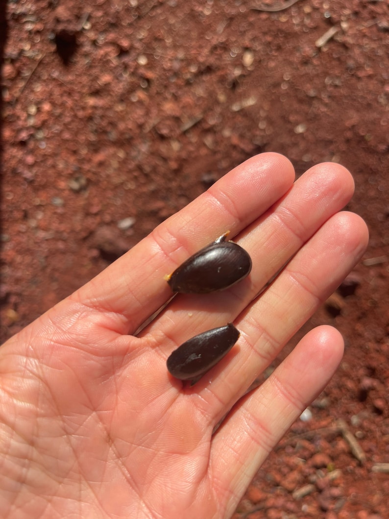 Chico Sapote Seeds - Etsy