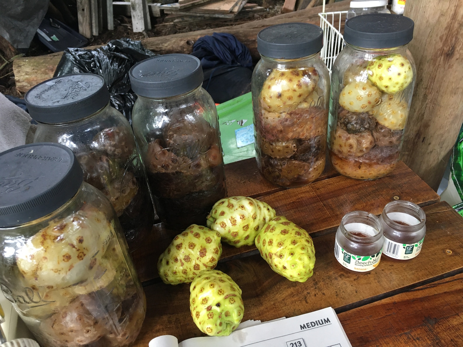 Noni Fruit Seeds - Organically Grown, Hawaiian Medicinal Plant - Etsy