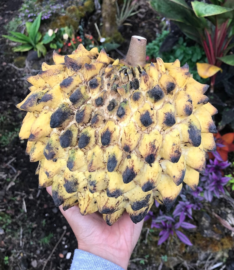 Rollinia Deliciosa Seeds - Etsy