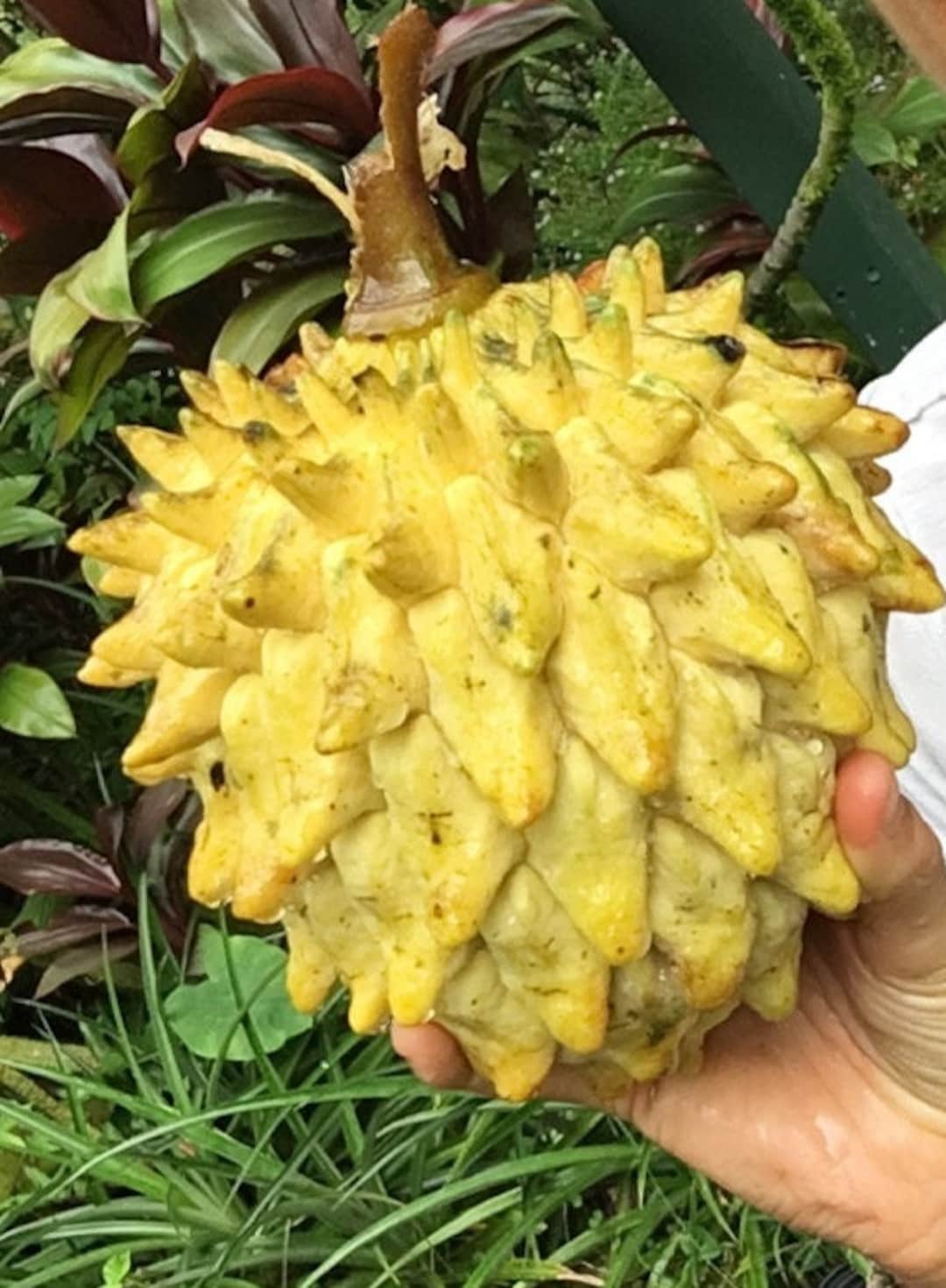 Rollinia Deliciosa Seeds - Etsy