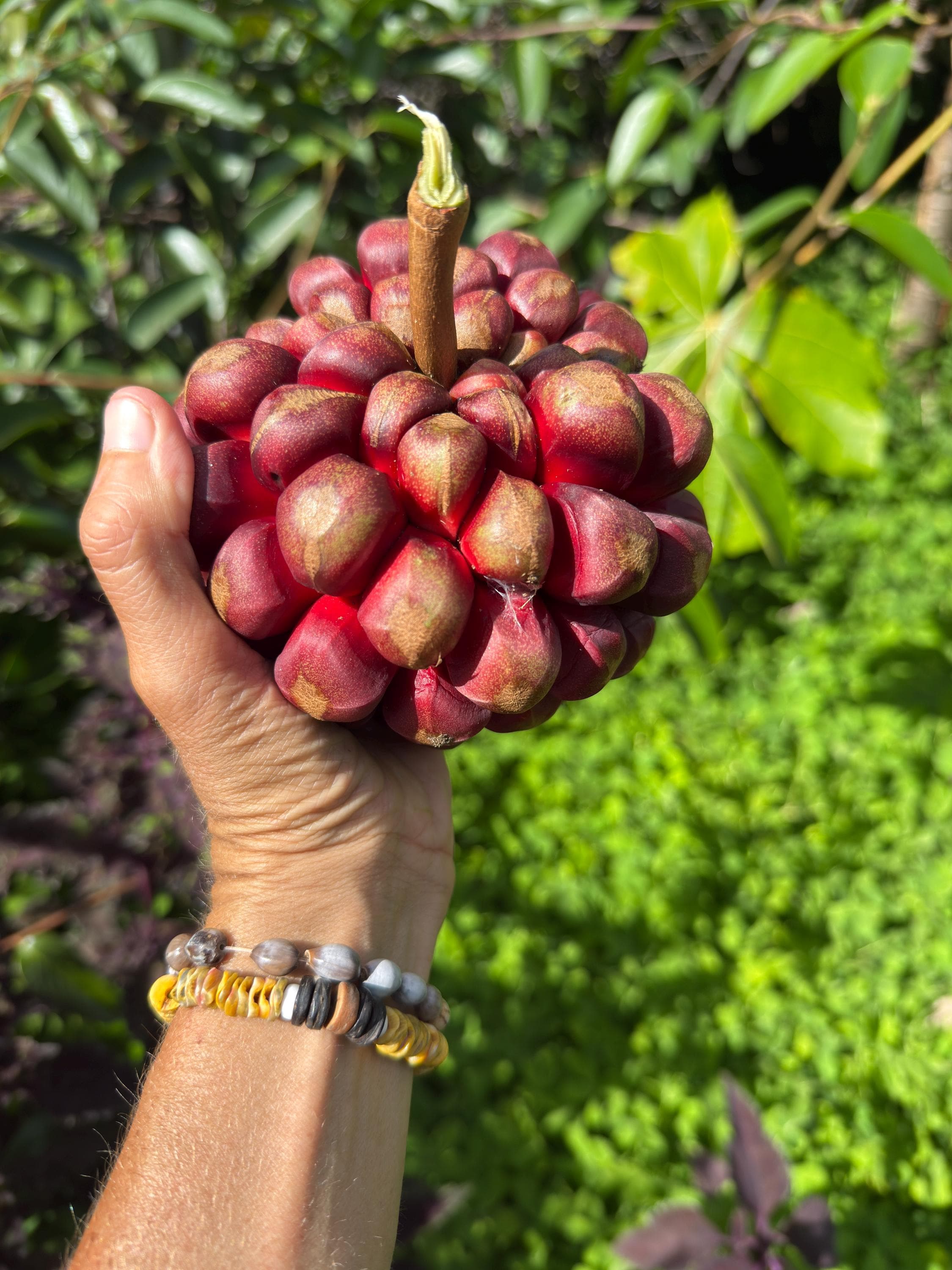 Kadsura Seeds: Rare Tropical Fruit Vine - Etsy