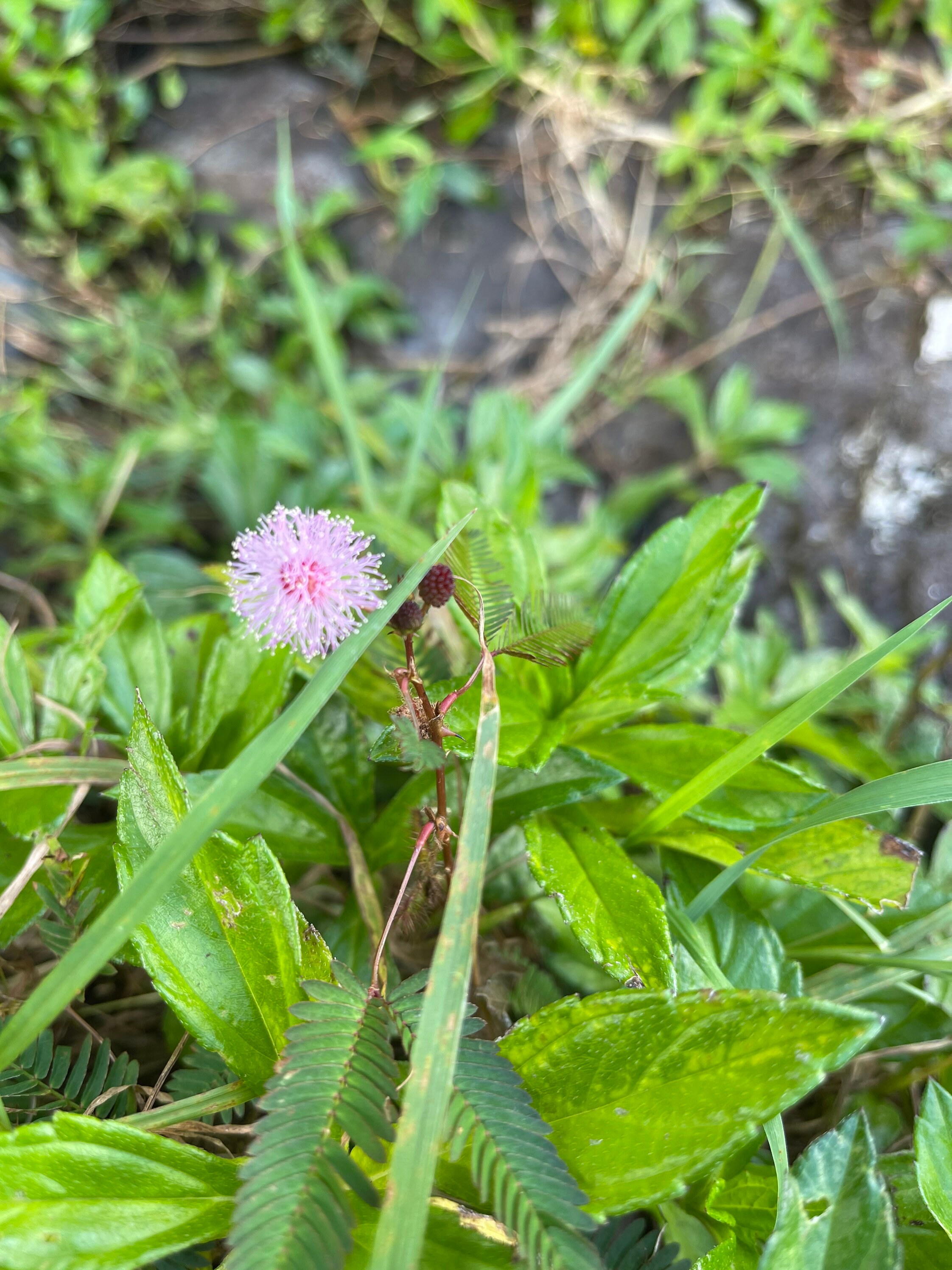 Sleepy Grass Seeds mimosa Pudica | Etsy