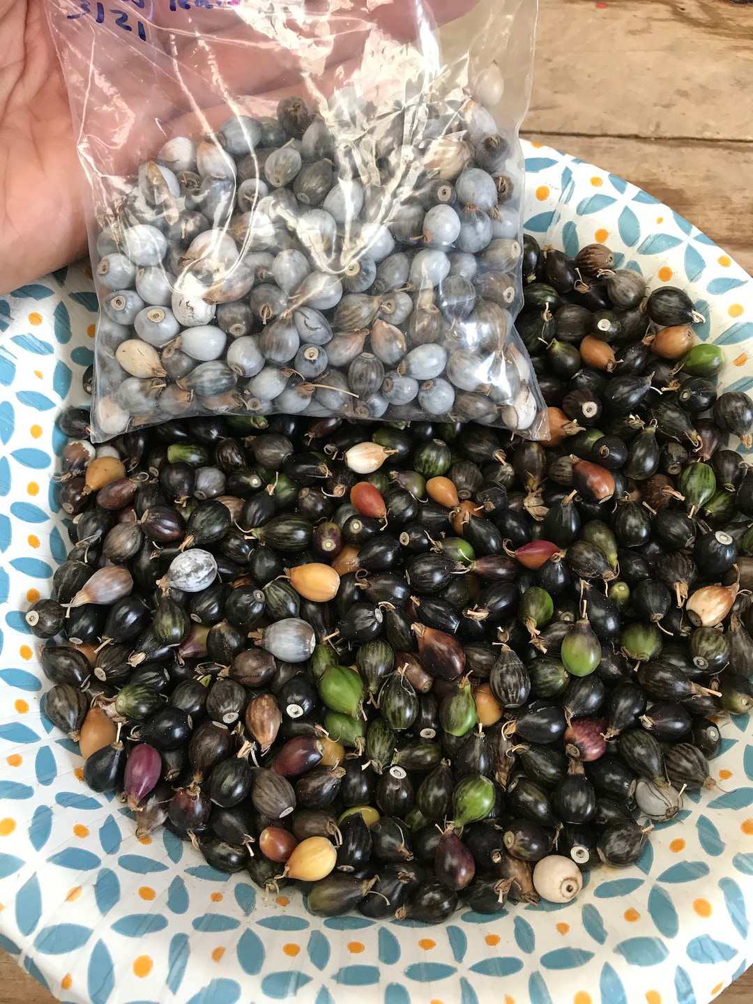 Job’s Tears Seeds - Etsy