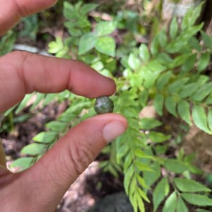 Curry Tree Seeds - Etsy