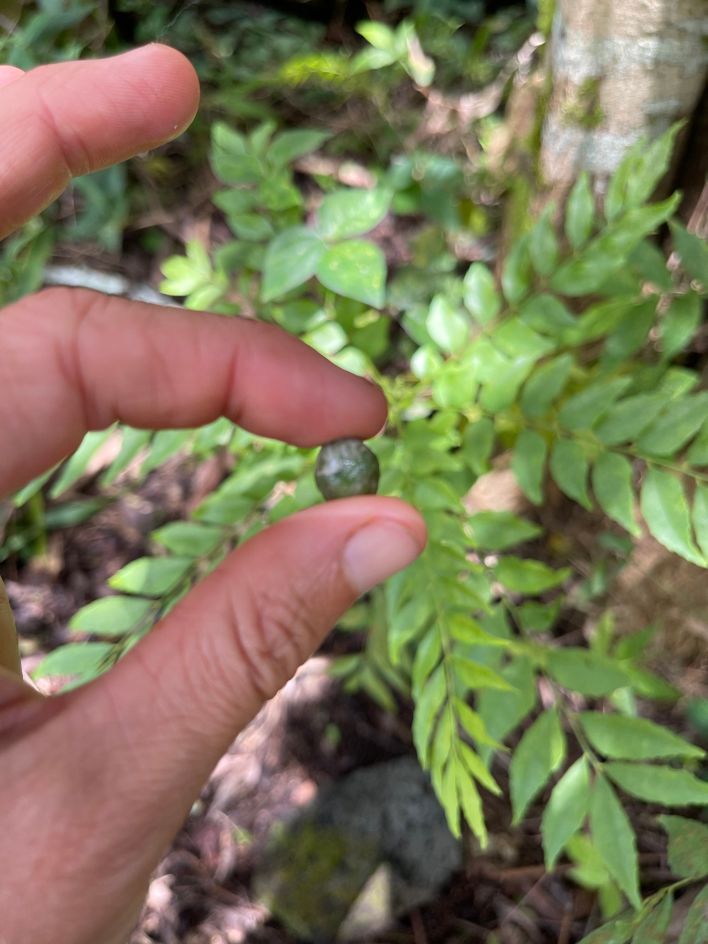 Curry Tree Seeds - Etsy