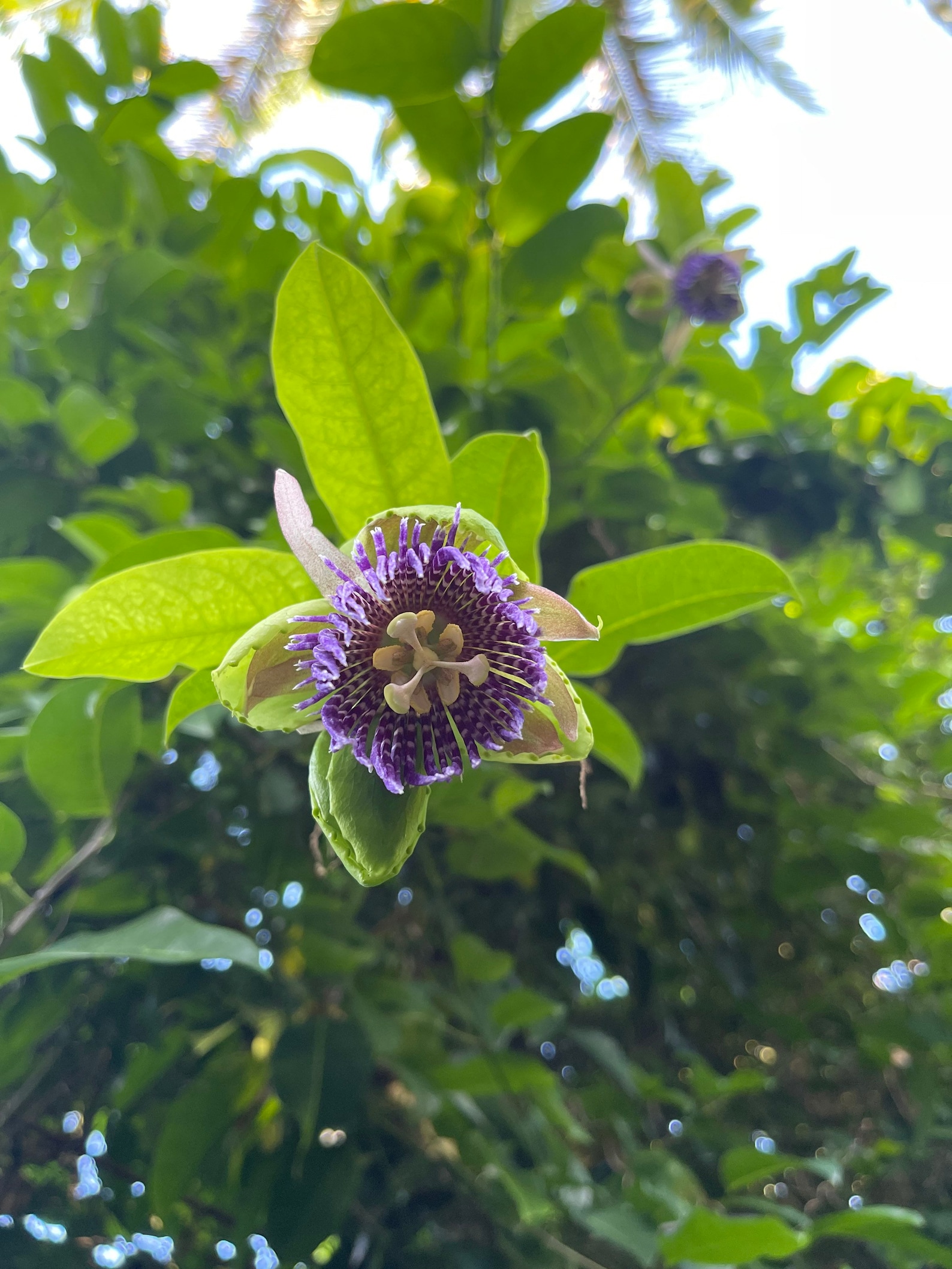 Jamaican Lilikoi (passionfruit) Seeds - Etsy