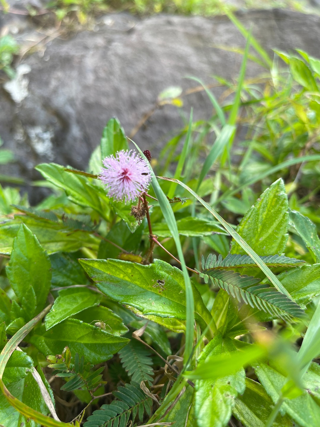Sleepy Grass Seeds (mimosa Pudica) - Etsy