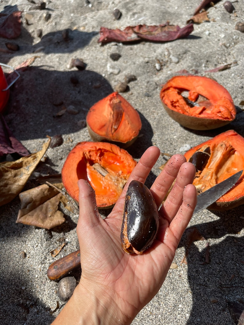 RARE Mamey Sapote Seeds - Etsy
