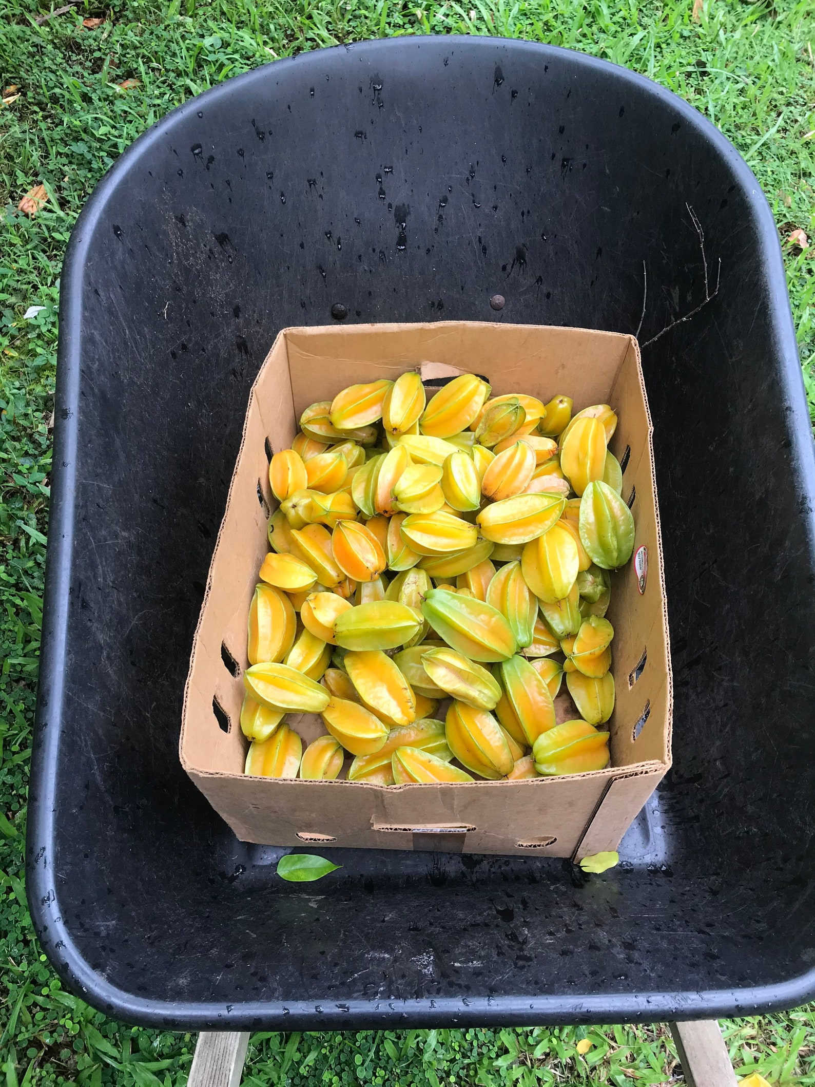 Star Fruit Seeds - Etsy