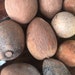 RARE Mamey Sapote Seeds - Etsy