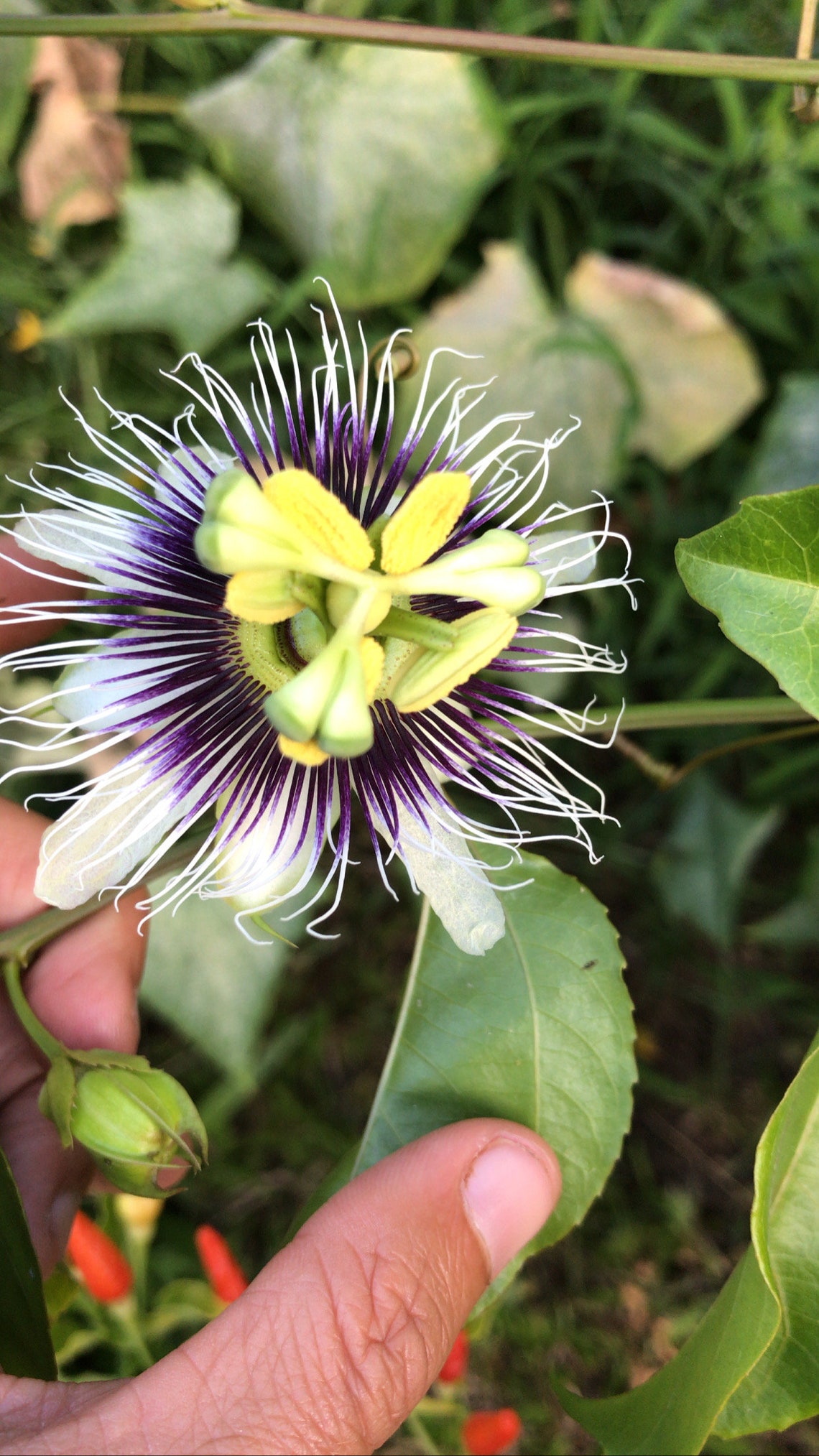 Yellow Passionfruit (lilikoi) Seeds - Etsy