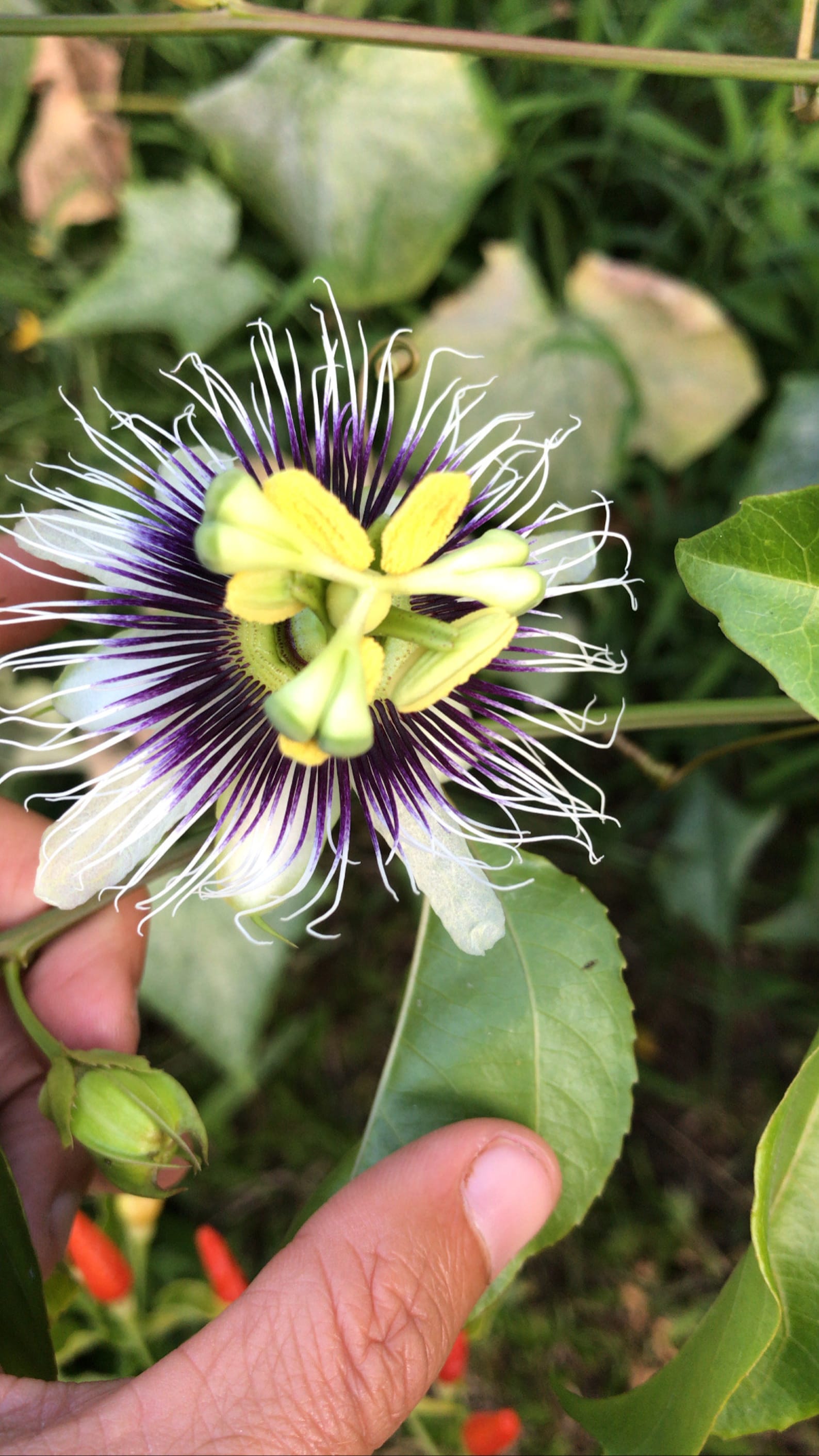 Yellow Passionfruit (lilikoi) Seeds - Etsy