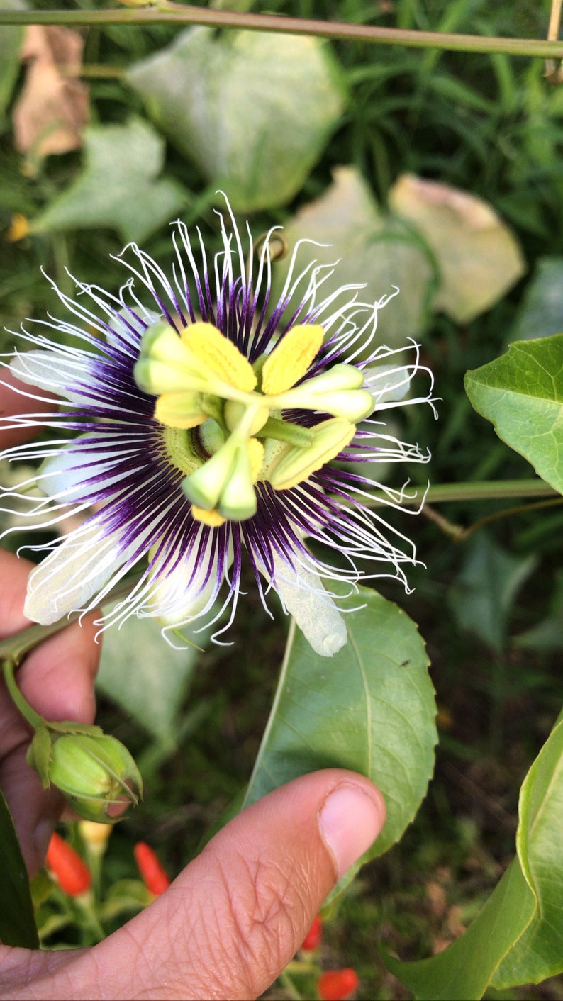 Yellow Passionfruit (lilikoi) Seeds - Etsy