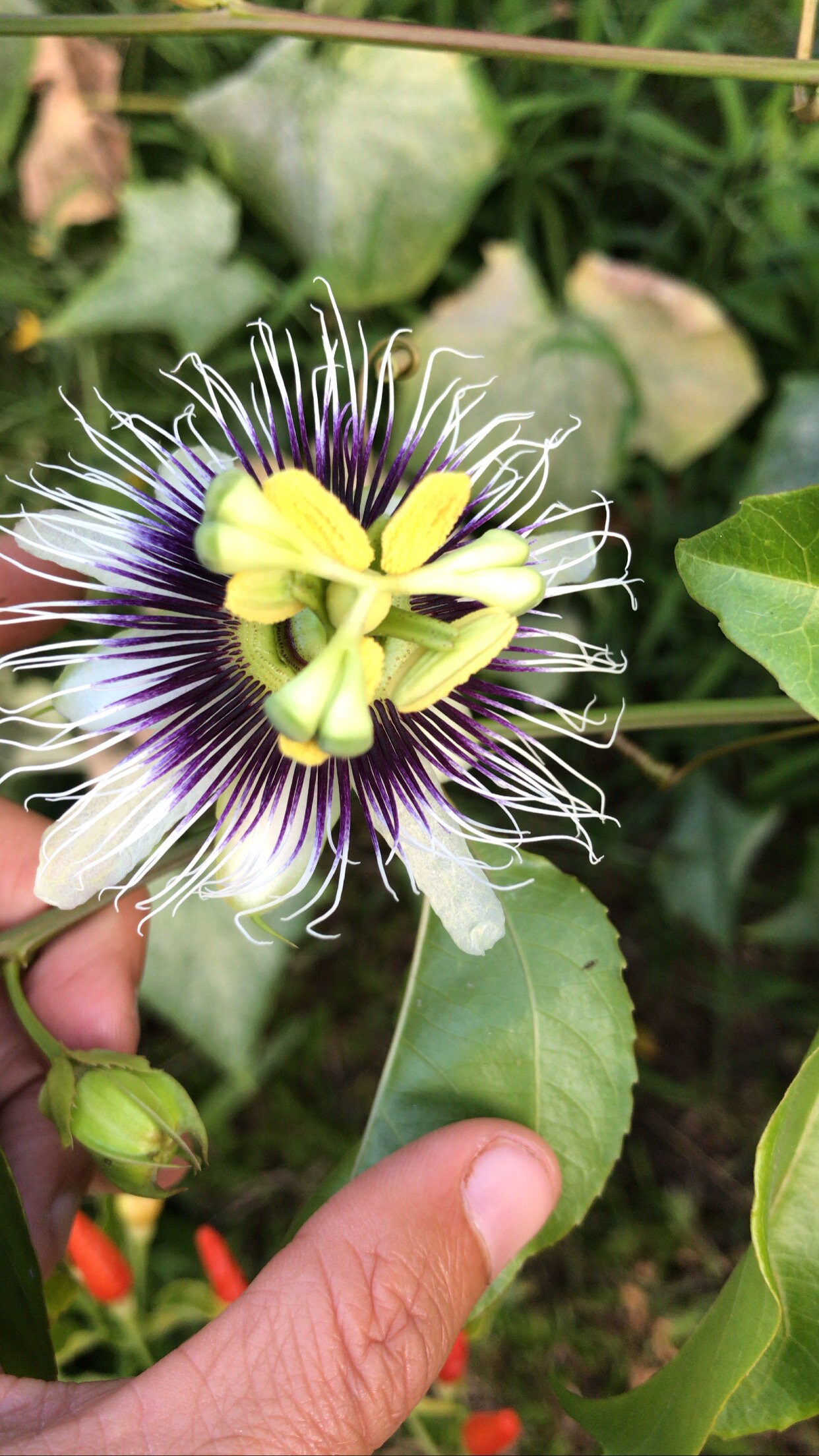 Yellow Passionfruit (lilikoi) Seeds - Etsy