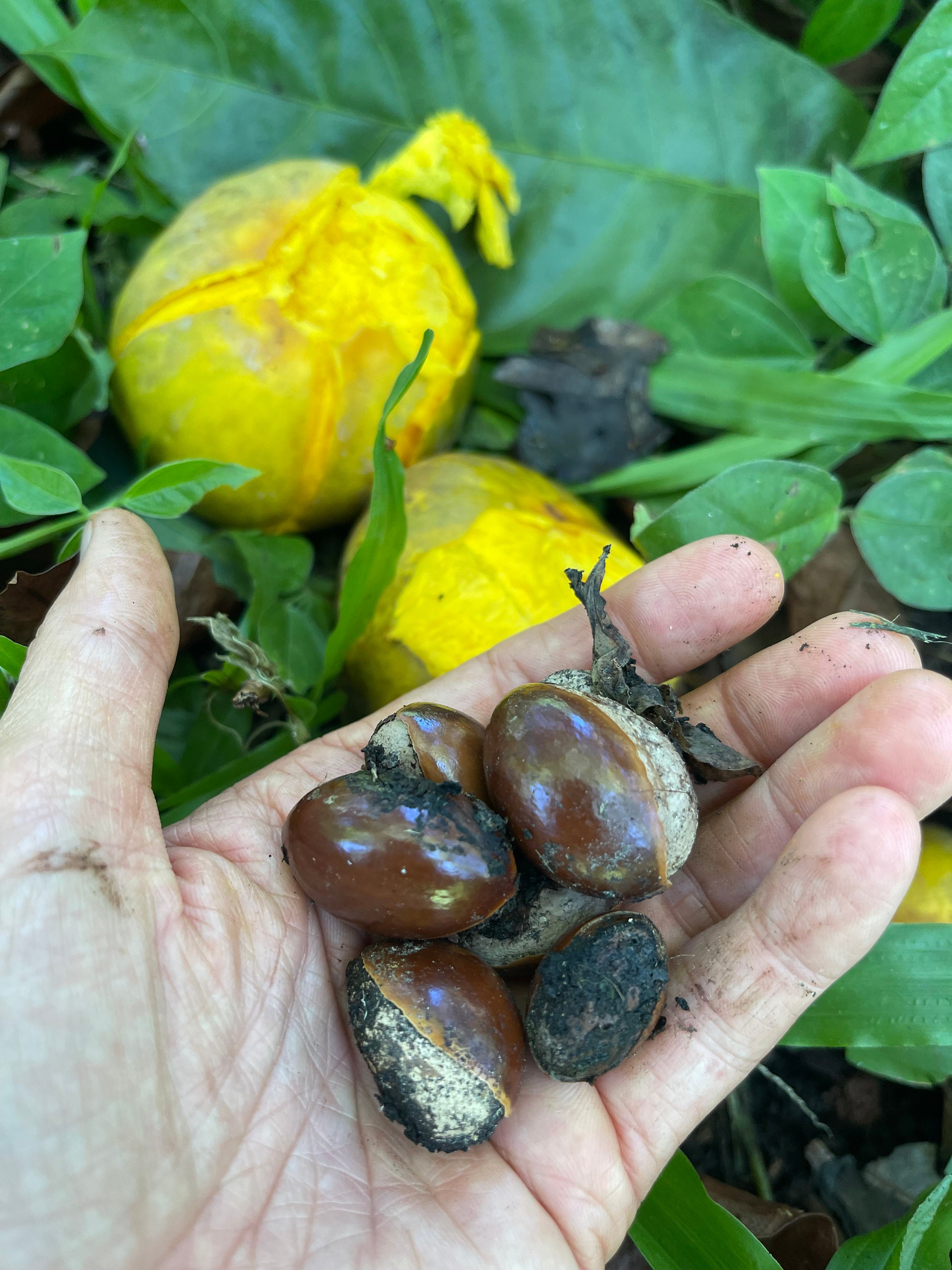 RARE Ross Sapote Seeds - Etsy