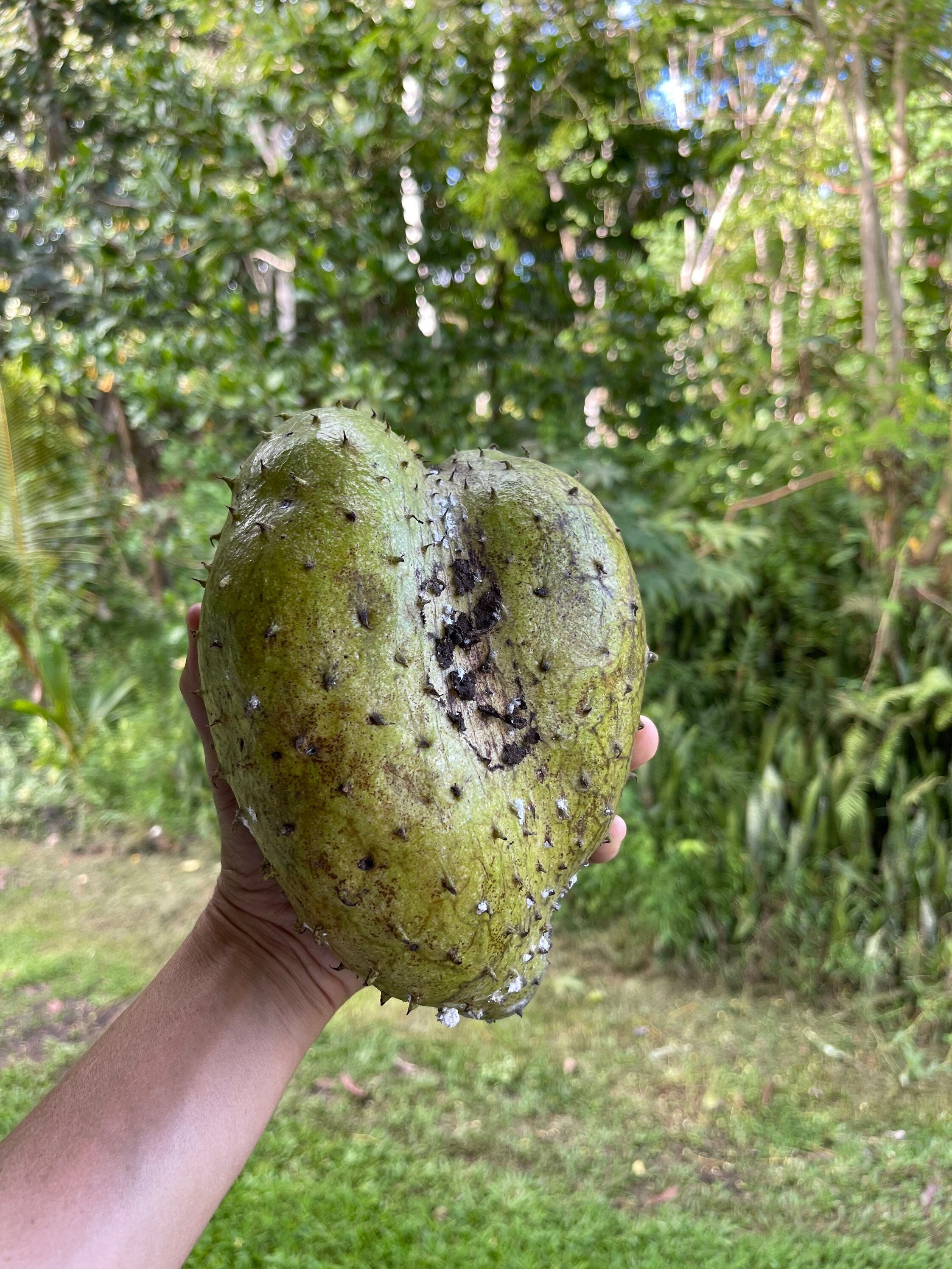 Edible Exotic Jungle Seed Starting Kit - Etsy