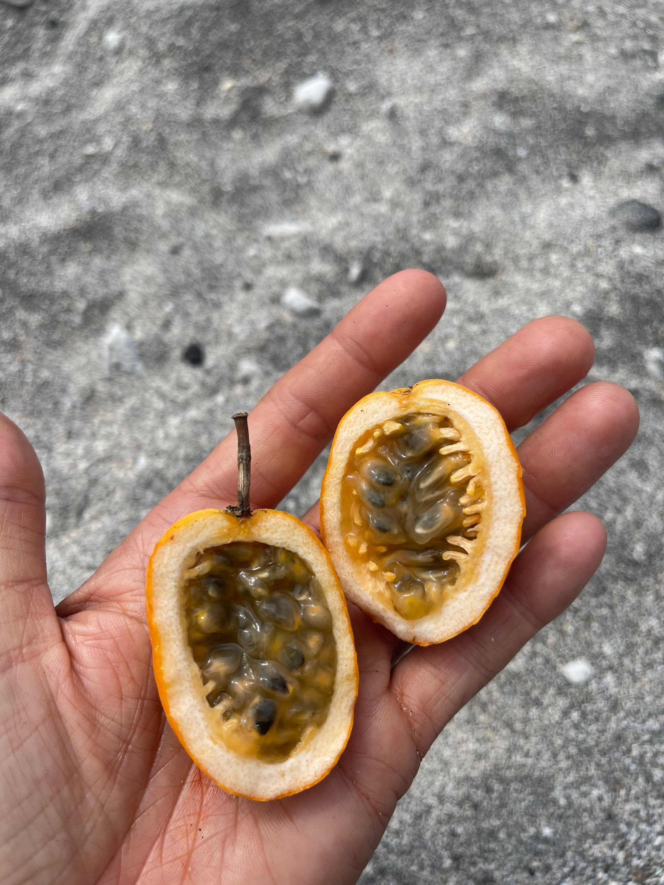 Jamaican Lilikoi (passionfruit) Seeds - Etsy