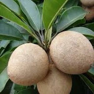 Chico Sapote Seeds - Etsy