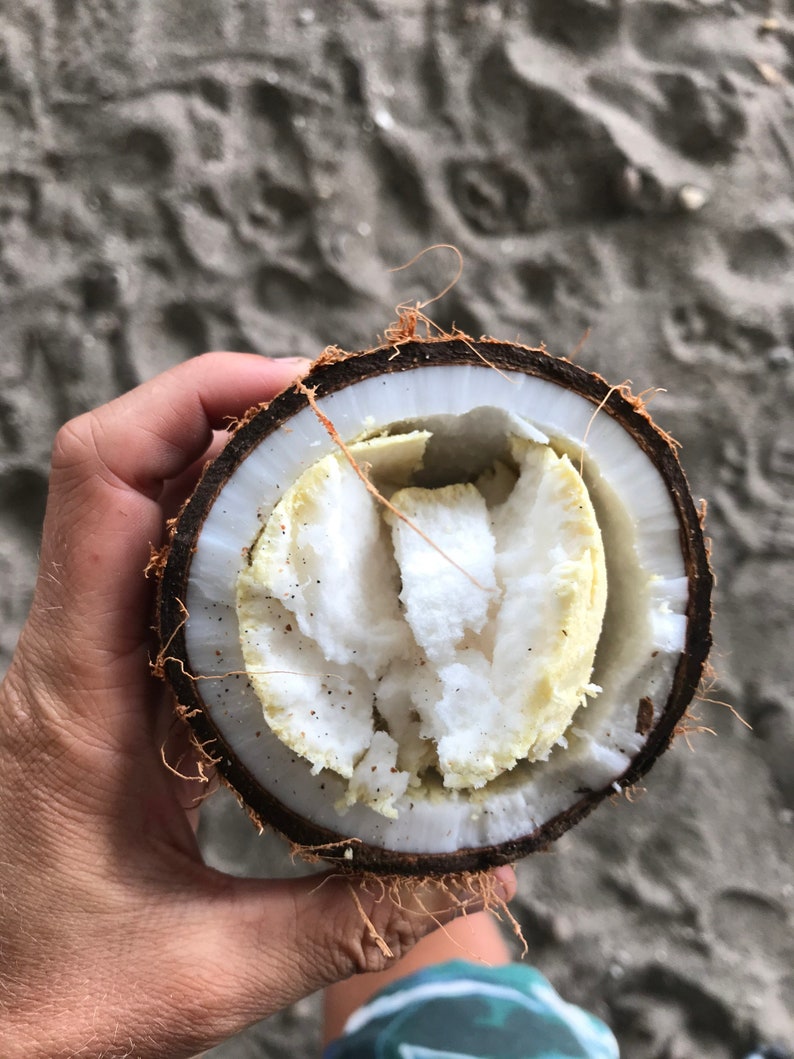 Sprouted Coconut for Eat - Etsy