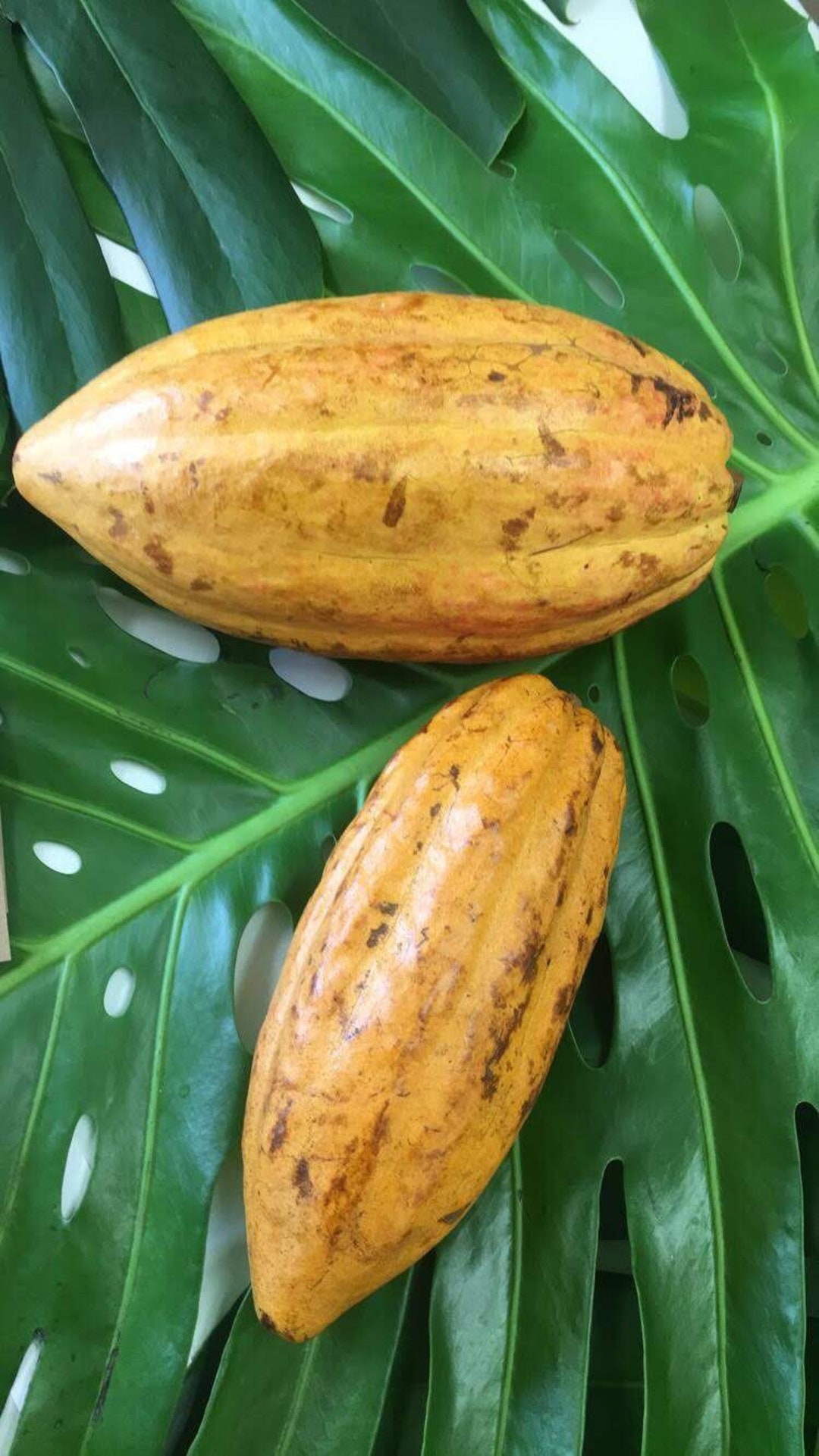 CACAO Seeds - Etsy