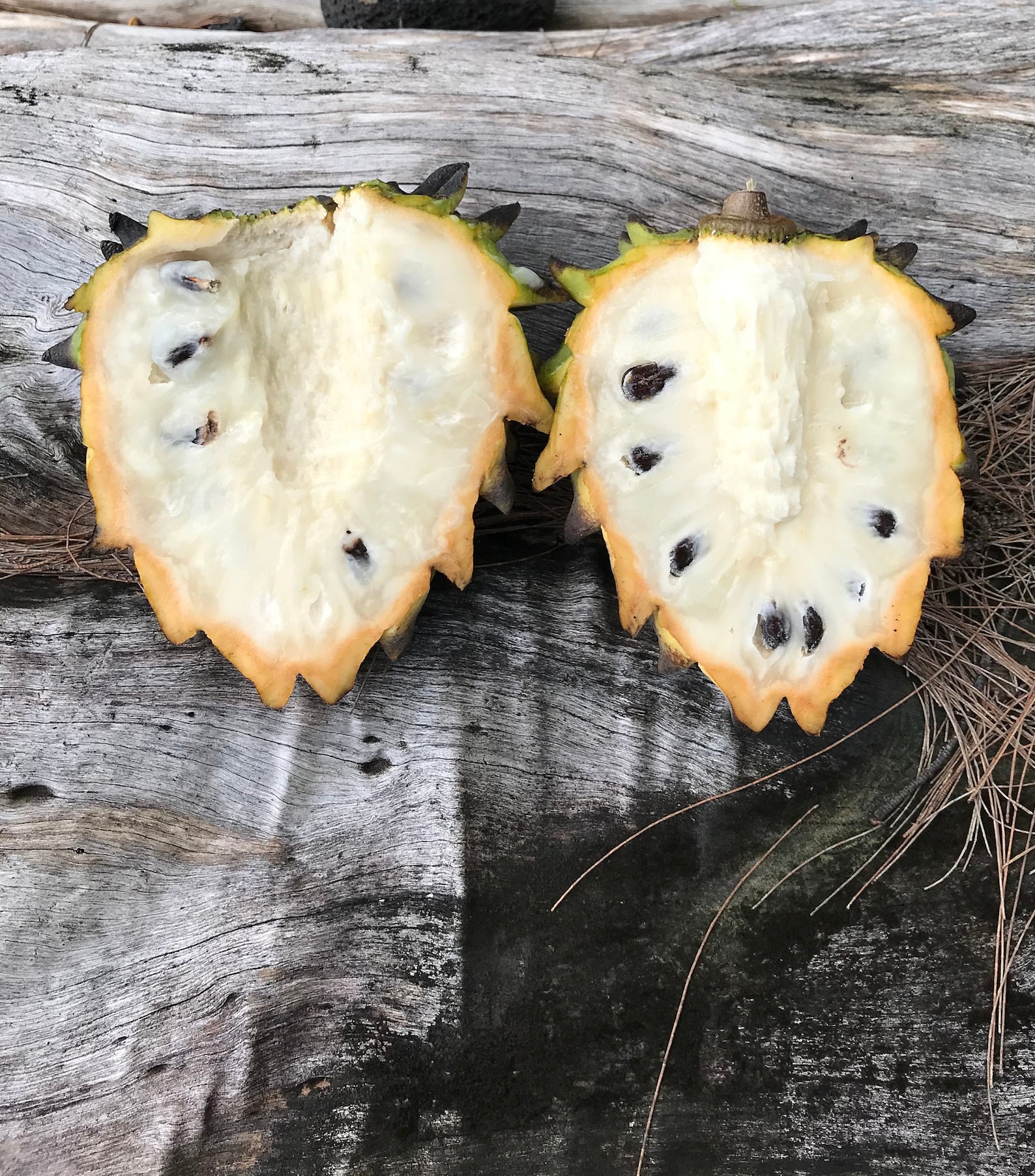 Rollinia Deliciosa Seeds - Etsy