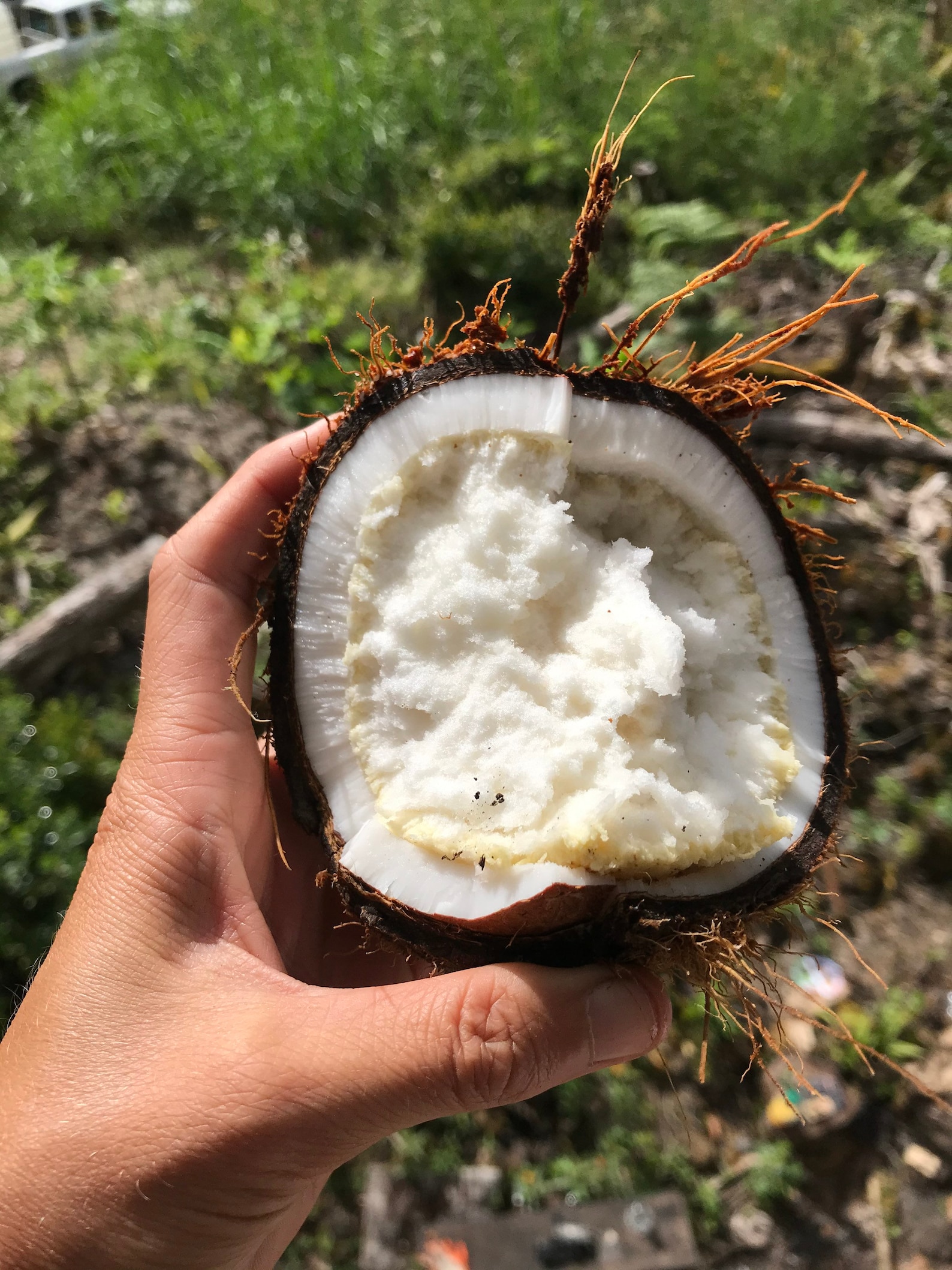 Sprouted Coconut for Eat - Etsy