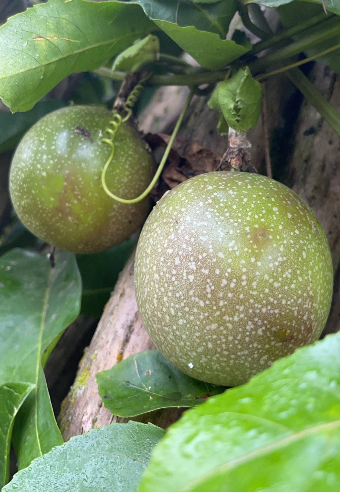 Purple Passionfruit (lilikoi) Seeds - Etsy