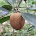 Chico Sapote Seeds - Etsy