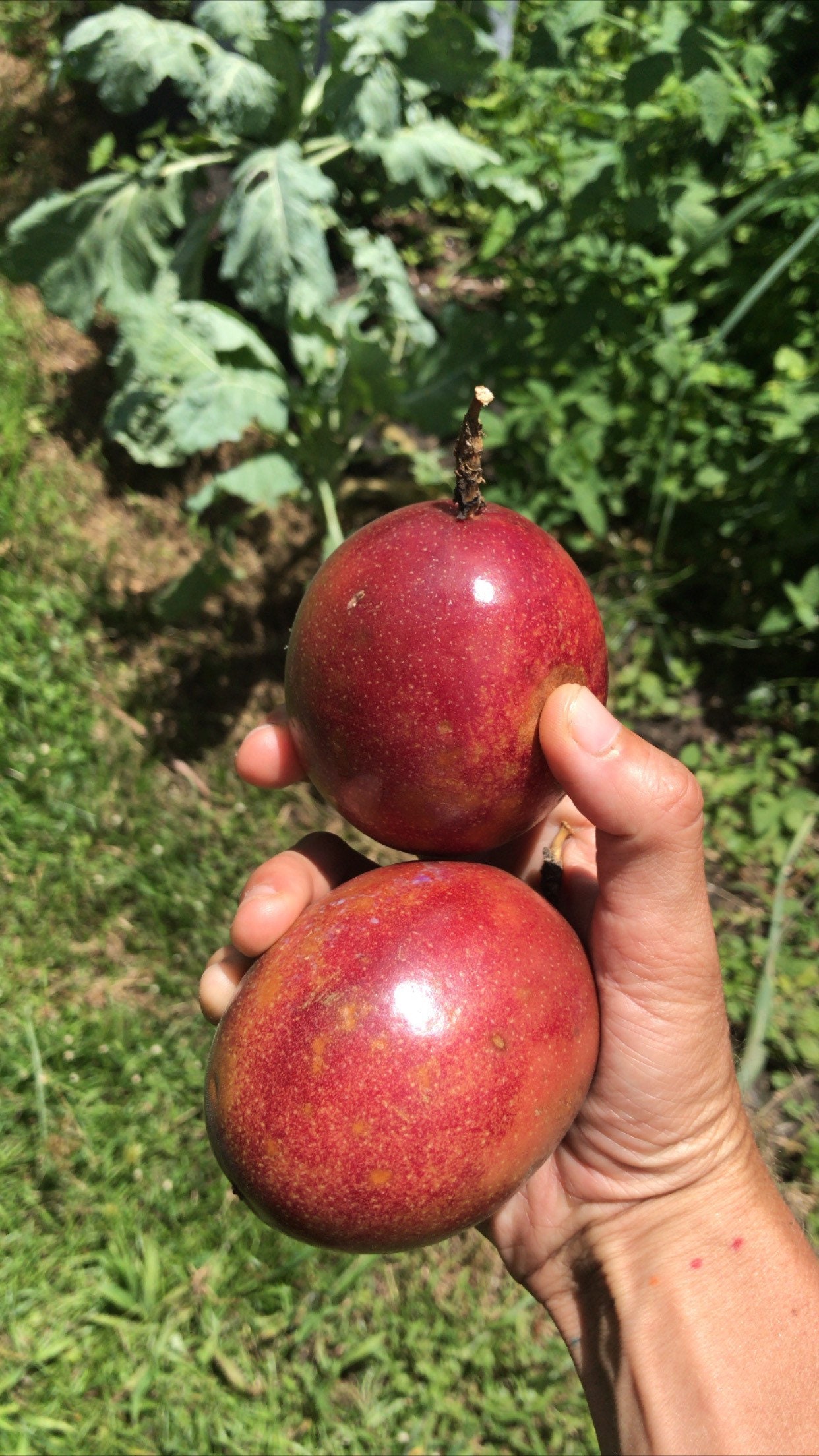 Edible Exotic Jungle Seed Starting Kit - Etsy