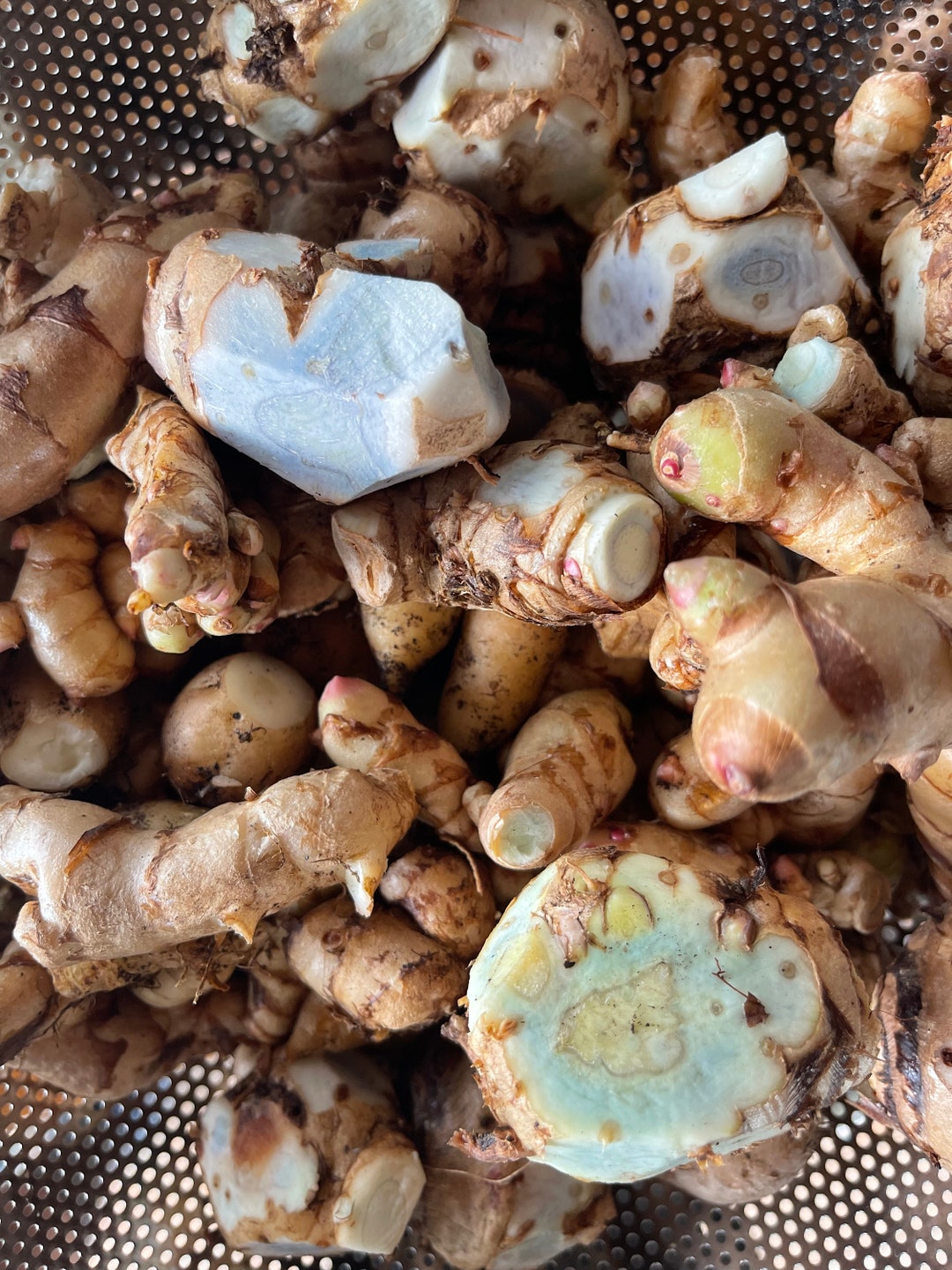 BLACK TURMERIC RHIZOMES - Etsy
