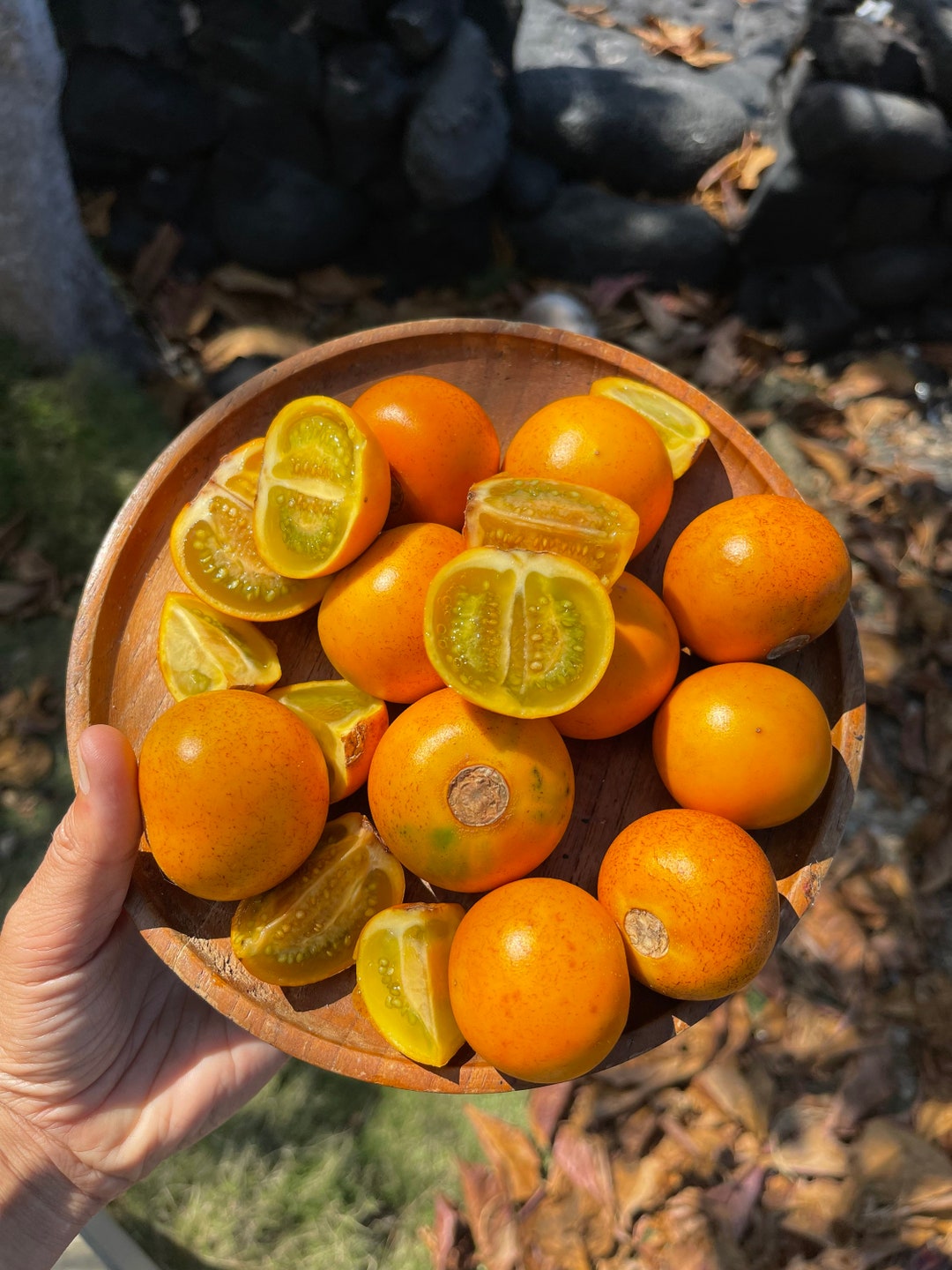 Naranjilla Seeds - Etsy