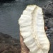 Soursop Seeds - Etsy