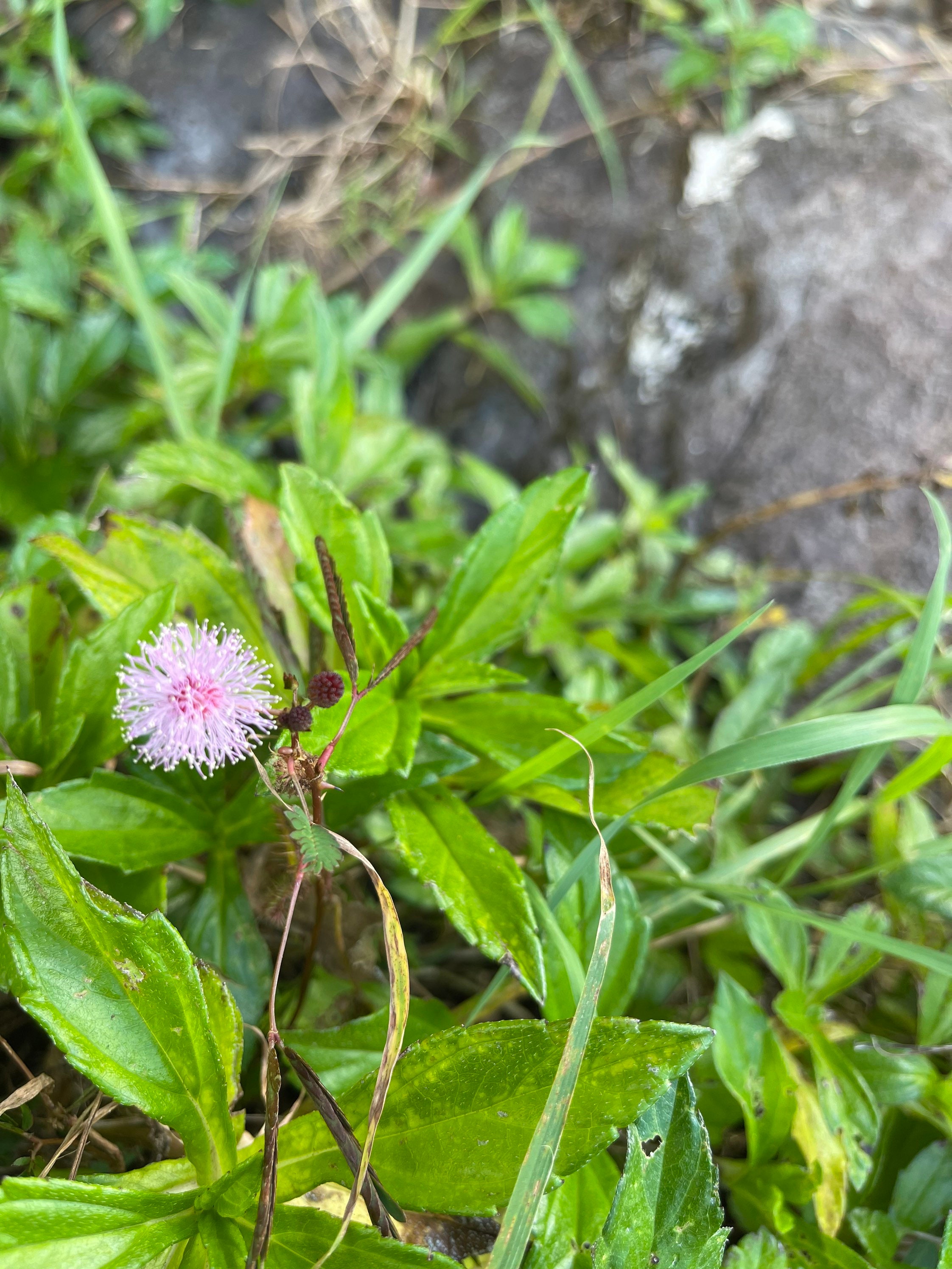 Sleepy Grass Seeds mimosa Pudica | Etsy
