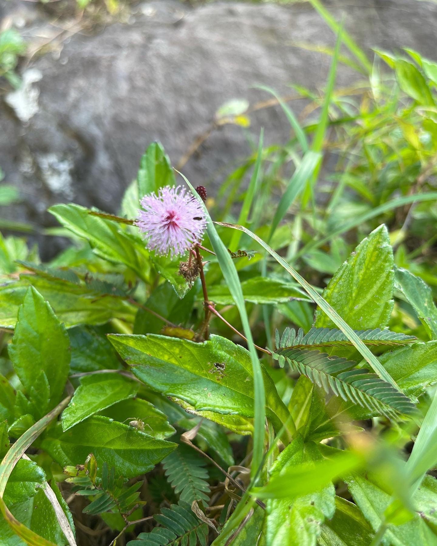 Sleepy Grass Seeds mimosa Pudica | Etsy