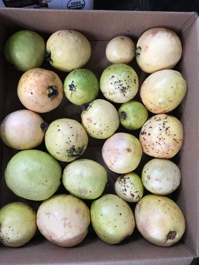Mystery Guava Seeds - Etsy