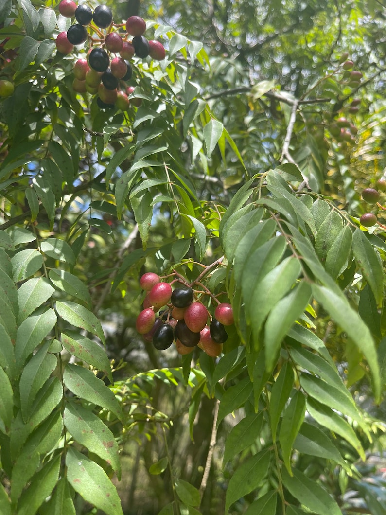 Curry Tree Seeds - Etsy